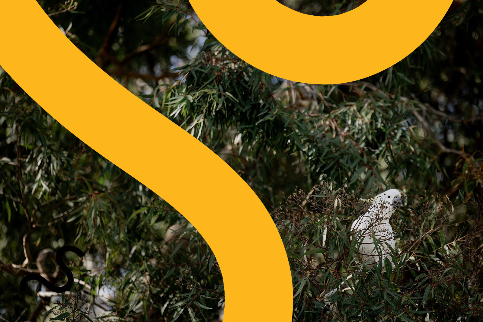 Design Commission Opportunity: Nupiri-ti Palawa Visual Identity - Rosny ...